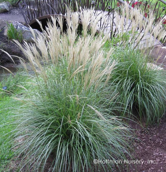 Miscanthus sinensis 'Adagio' Dwarf Japanese Silver Grass from Gilmore ...